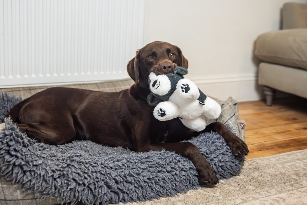 Webbox, Plush Collie Dog Toy - Pet Range
