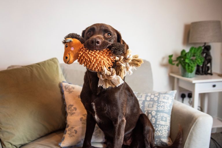 Webbox, Cuddle Noodle Pony Dog Toy - Pet Range
